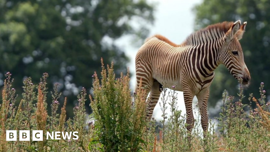 Foal of endangered zebra species filmed playing at Whipsnade Zoo - BBC News