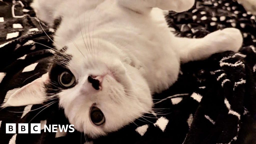 Wolverhampton cats search for new home in time for Christmas - BBC News