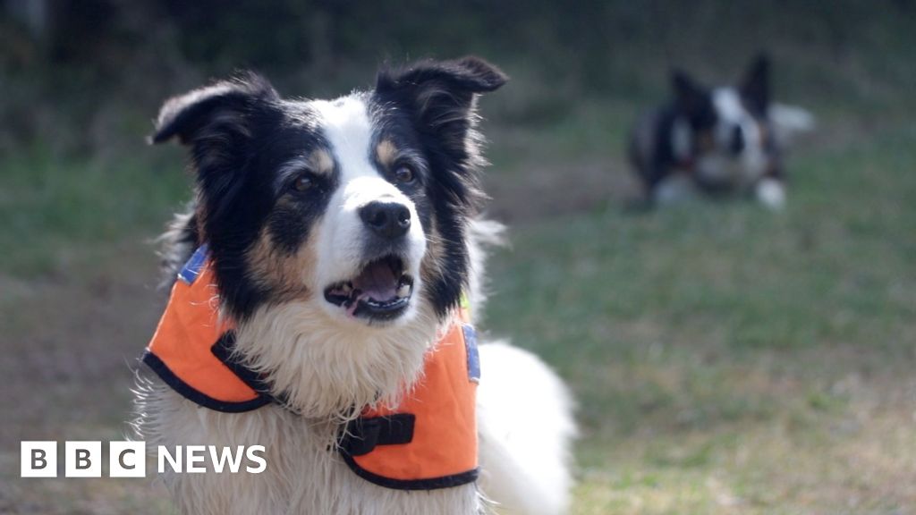 Northumberland mountain rescue dogs: Training a new generation - BBC News