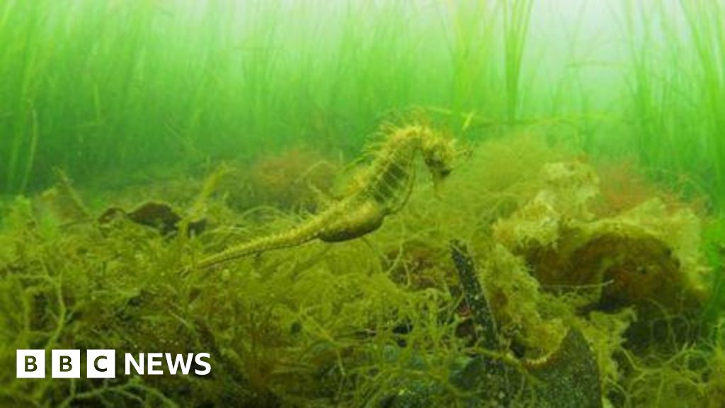 'Rare' seahorse found in Cornish estuary - BBC News