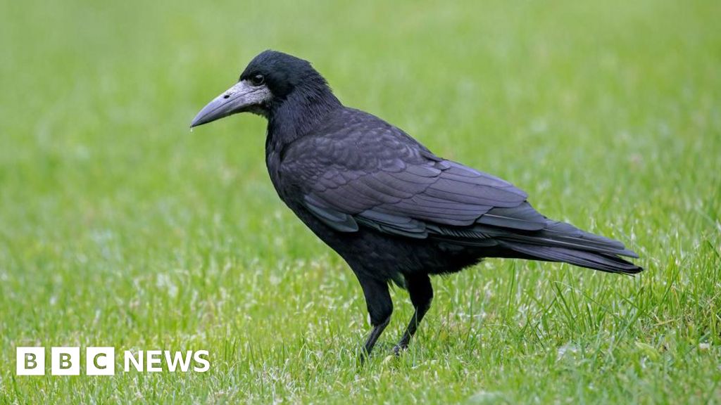 Shropshire bird group appeals for help with rook nest count
