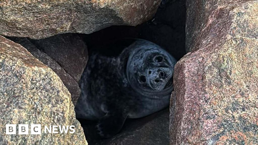 Seal pup rescued in Orkney after getting stuck between rocks