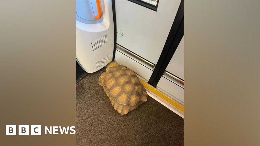 Tortoise on tracks causes rail delays between Ascot and Bagshot