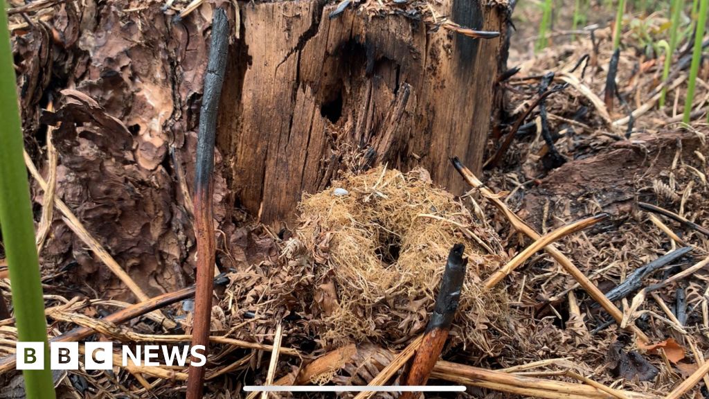 Thousands of trees 'killed by cigarette butt fire' - BBC News