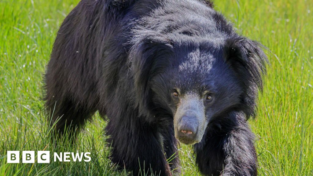 Lincoln Zoo welcomes first female Indian sloth bear in decades