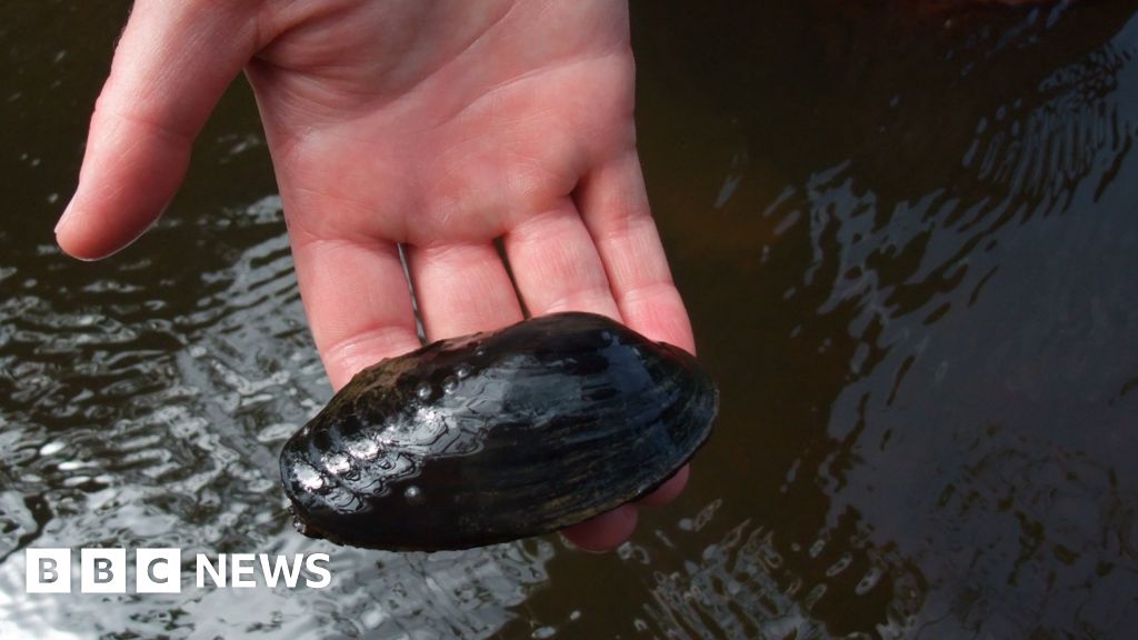 Cumbria freshwater pearl mussel in rescue project - BBC News