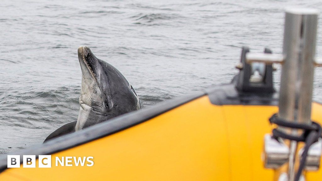 Conservationist's close encounter with dolphin namesake - BBC News