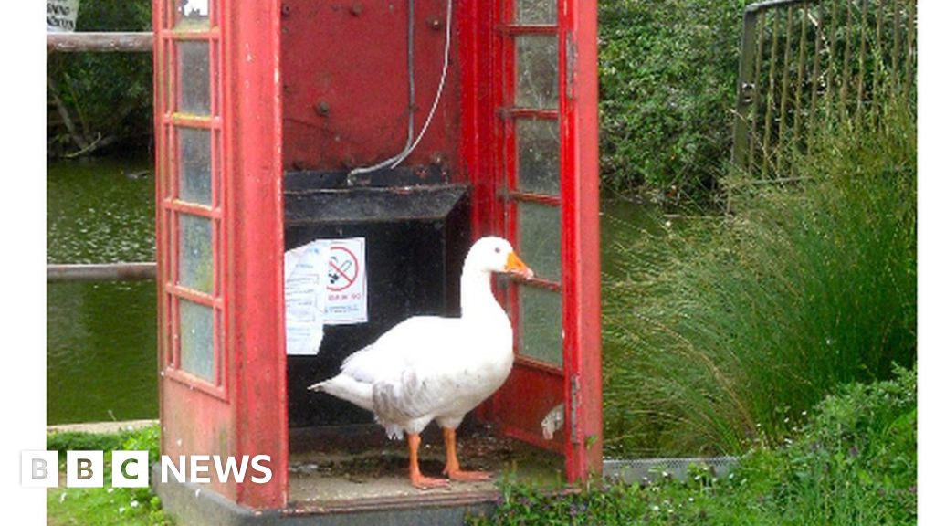Sandon goose death: Police close inquiry over 'shot' bird - BBC News