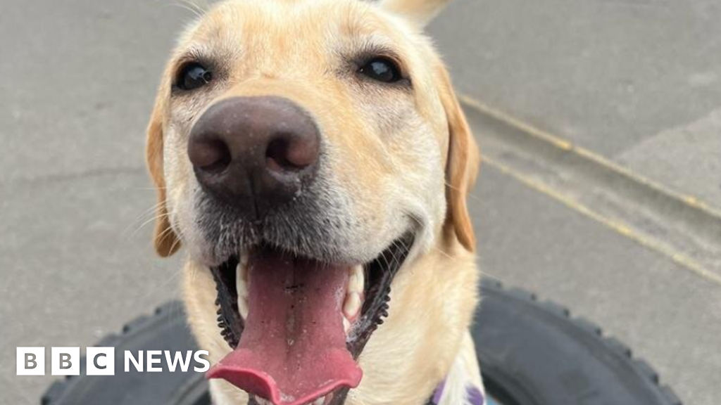 How rescue dog Harper is transforming Leicester school - BBC News