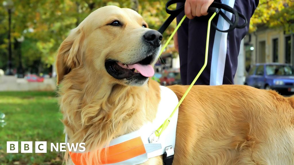 Guide Dogs UK seeks Sheffield volunteers in fostering drive