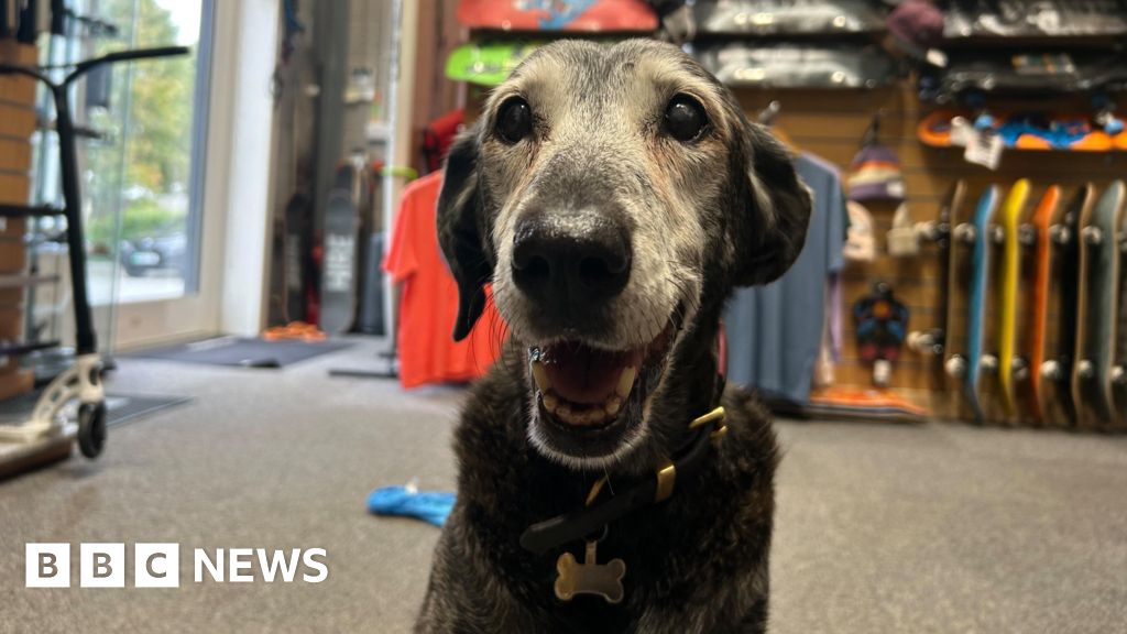 Swindon dog marks 16 years as skate shop colleague