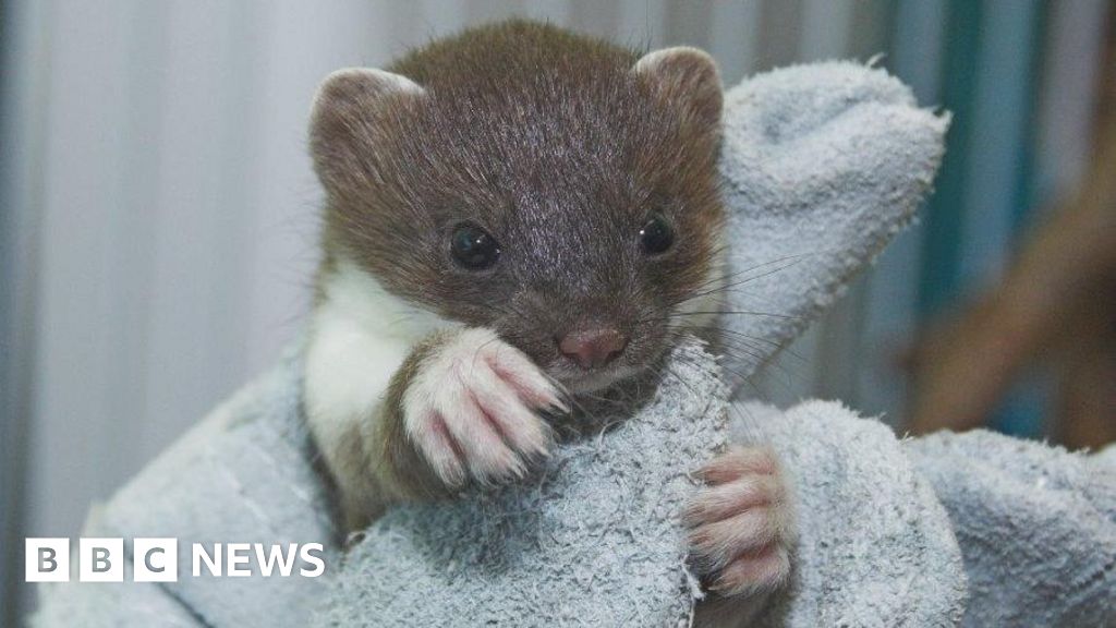 Orphaned stoats rescued and named after Friends stars - BBC News