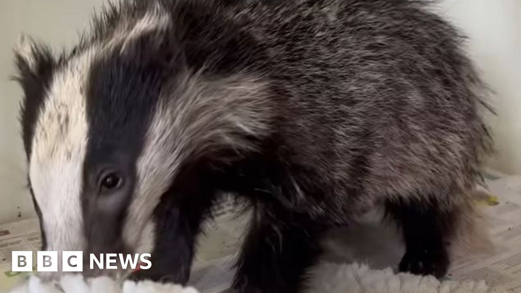 Badger rescued from water-filled barrel in Lincolnshire - BBC News