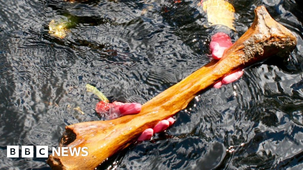 Mastodon meal scraps revise US prehistory - BBC News