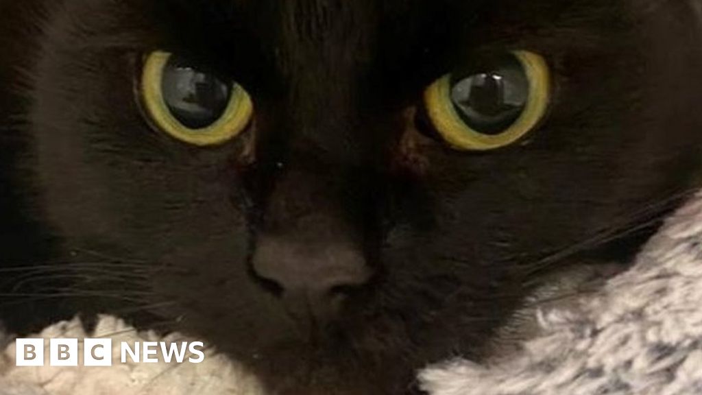 New Norwich homeowners surprised to find cat in cupboard - BBC News