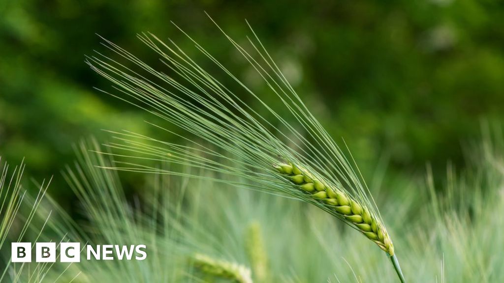 Drought-tolerant barley could help 'future-proof' whisky industry - BBC ...