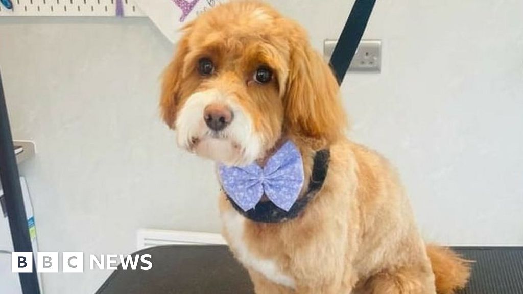 Dog bow ties far from 'pointless', says Beverley pet boutique owner ...