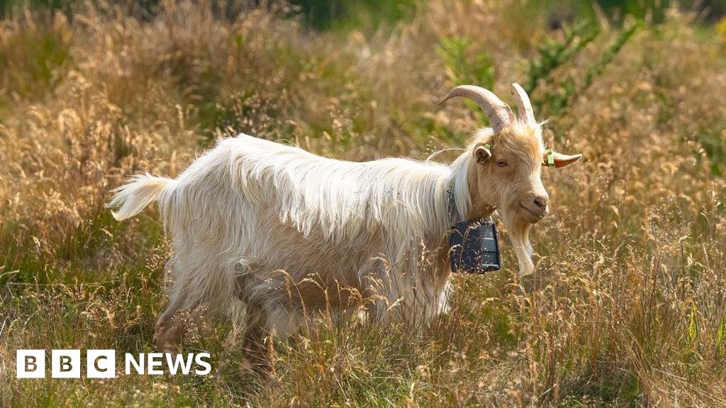 Goats on guard to protect North York Moors Roman trail