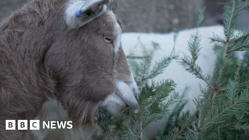 Christmas trees get a second life feeding goats - BBC News