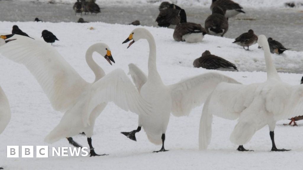 Storm Darcy: Bewick's swans return to Gloucestershire