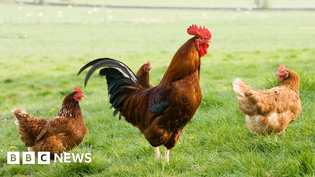 Bird flu: East Yorkshire outbreak confirmed