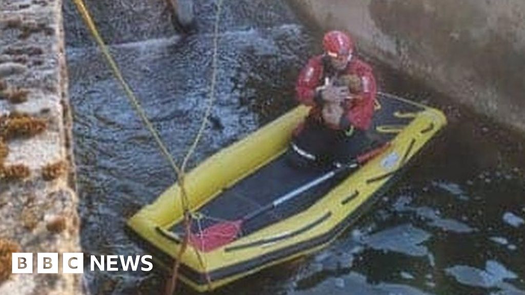 Benson Lock: Stranded dog rescued from concrete block in weir - BBC News