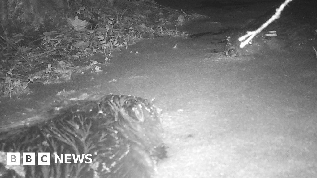 New mate for bereaved beaver in Forest of Dean