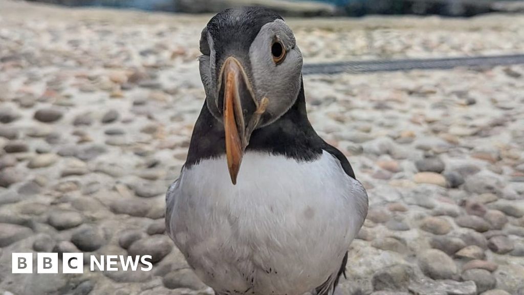 'Charming' puffins welcomed to Cornish Seal Sanctuary - BBC News