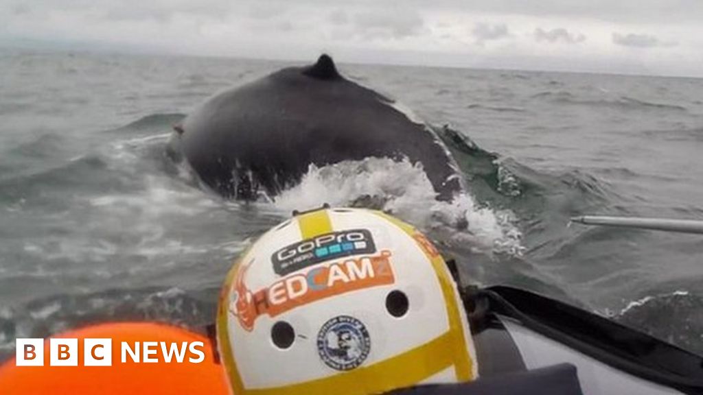 Crew rescue entangled whale in freezing Icelandic waters - BBC News