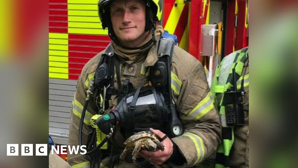 Houghton Regis fire: Tortoise, dogs and birds rescued from blaze - BBC News