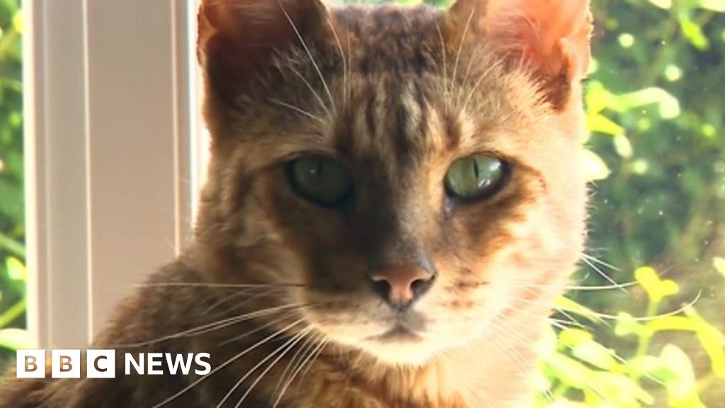 Tigger the cat bounces back after legal row - BBC News