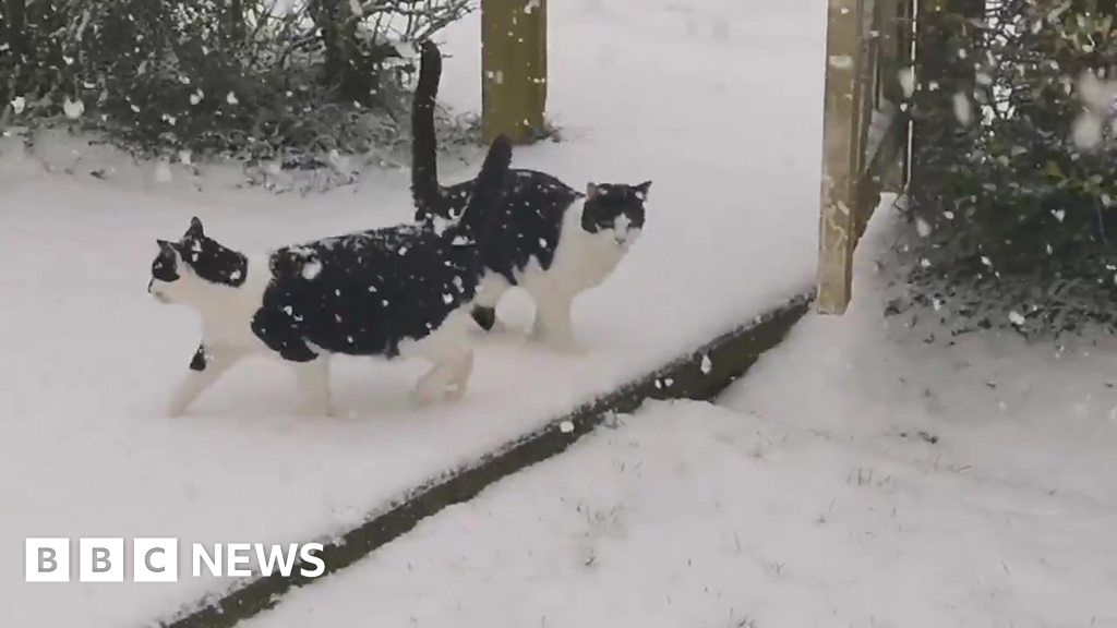 Snow day for southern England, Midlands and Wales - BBC News