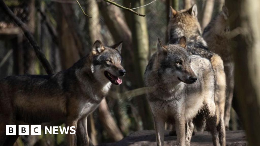 Wolves put down by Kent charity after 'pack dynamics' break down