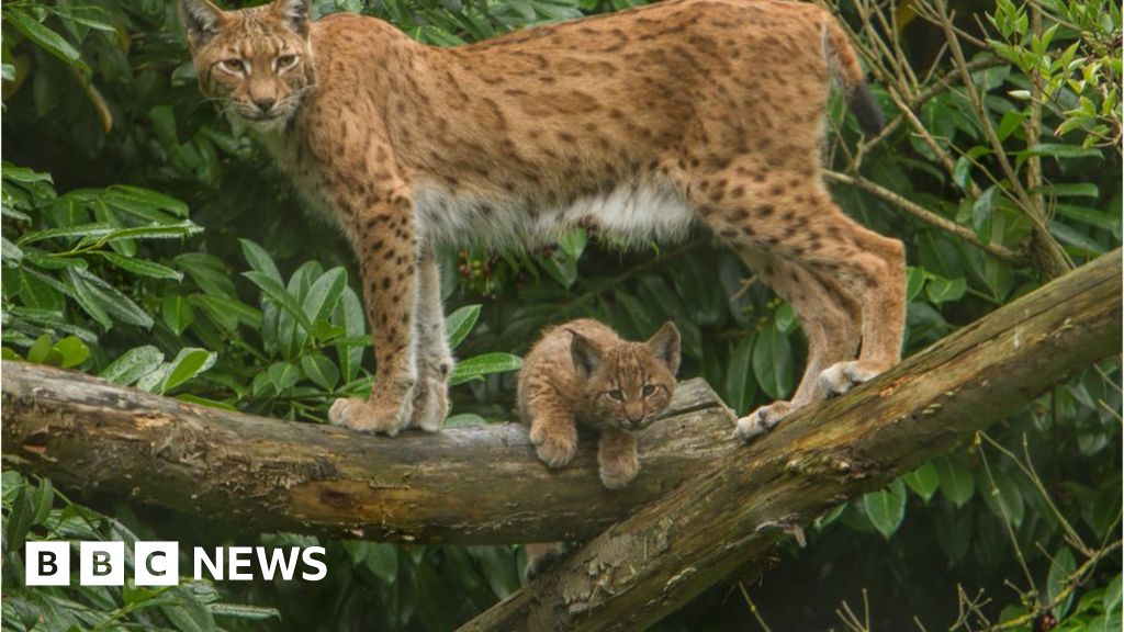 Dartmoor Zoo lynx: Will the call of mum trap Flaviu? - BBC News