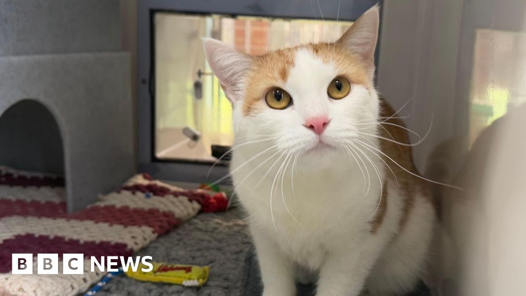 Cats Protection appeals for rural home owners to adopt cats
