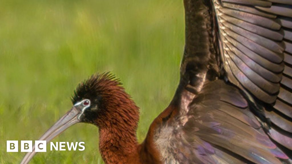 Visitors flock to see 'rare' Glossy ibis