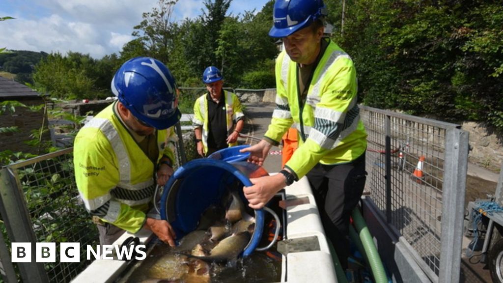 Whaley Bridge: What happened to Toddbrook Reservoir's fish?