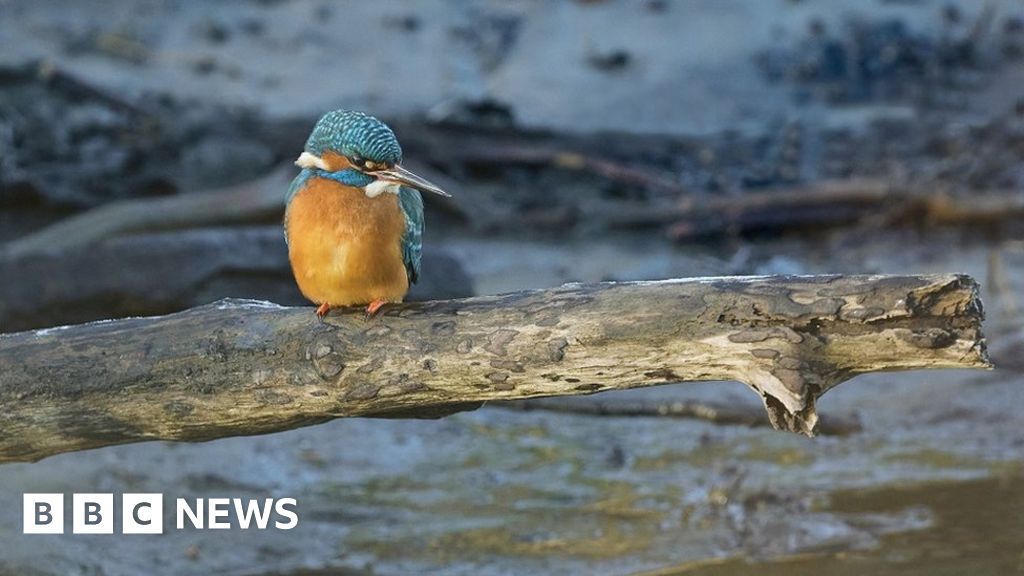 Your pictures of Scotland: 6 - 13 January