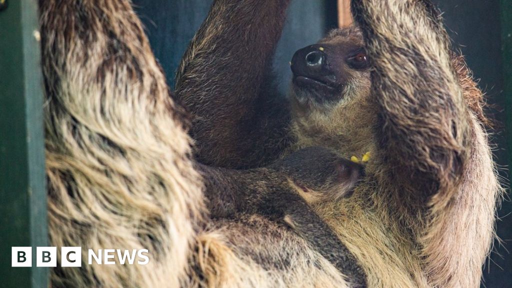 First baby sloth in nearly a decade born at Bristol Zoo - BBC News