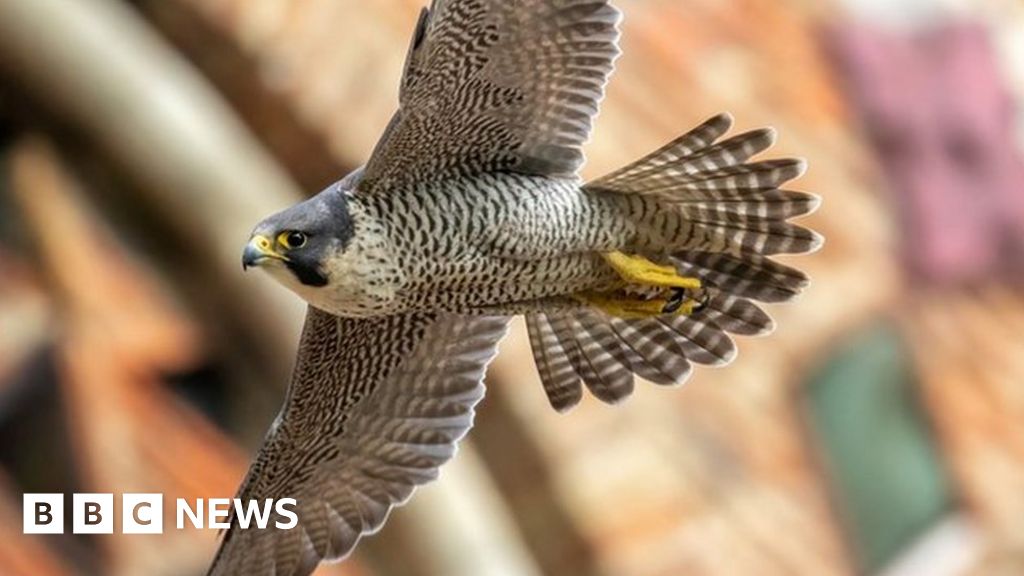 St Albans Cathedral becomes home to peregrine falcons - BBC News