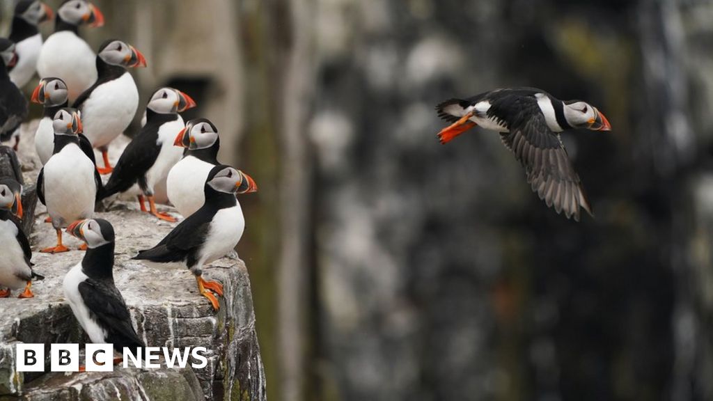 Campaign to stop people disturbing animals - BBC News