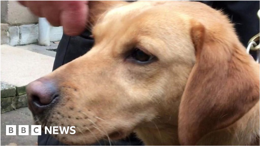 Cumbria Police search dogs ready for action - BBC News