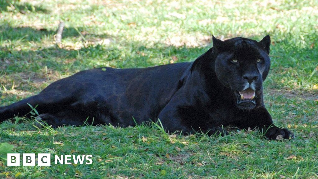 Warning after 'black panther' sighting in East Ayrshire - BBC News
