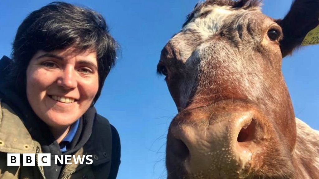 Bovine TB: Watching cows being shot is 'destroying' for farmers - BBC News