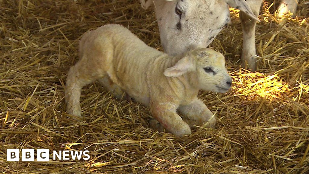 Lambing season well under way in the Cotswolds