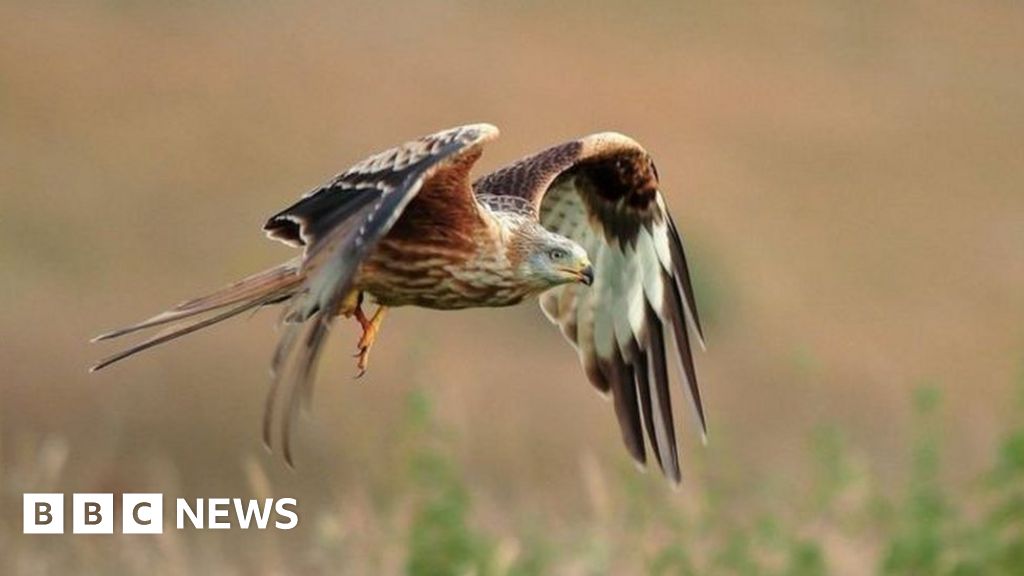 Red kites flourishing in Reading because people feed them, study finds ...