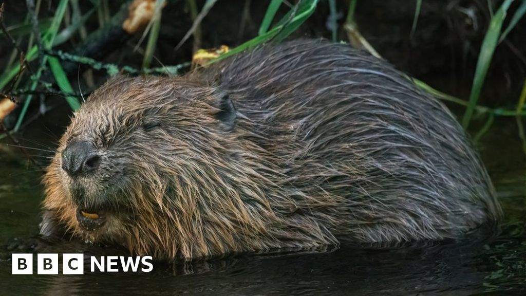 Beaver-like dams can protect communities from flooding - study - BBC News