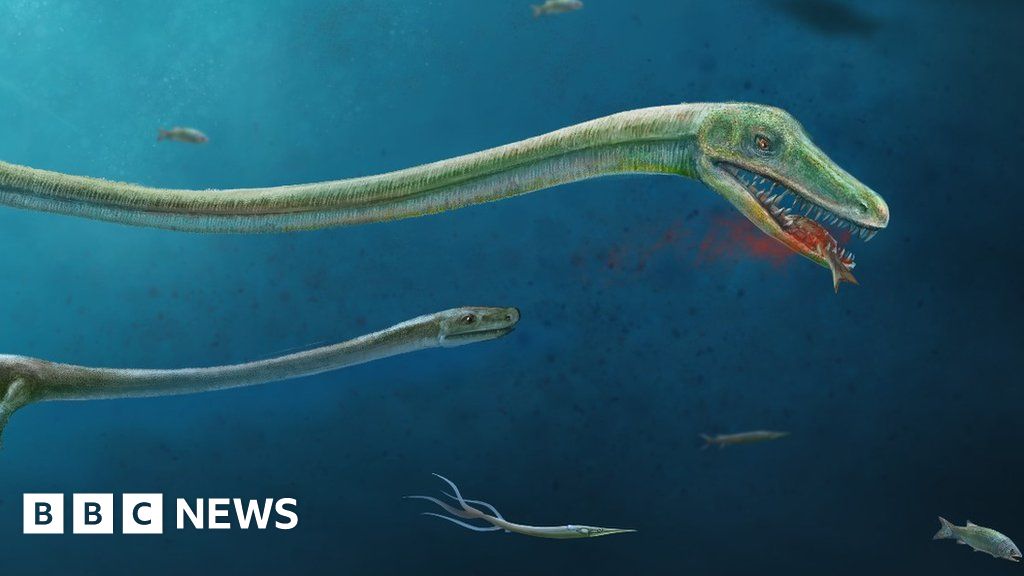 First live birth evidence in dinosaur relative - BBC News