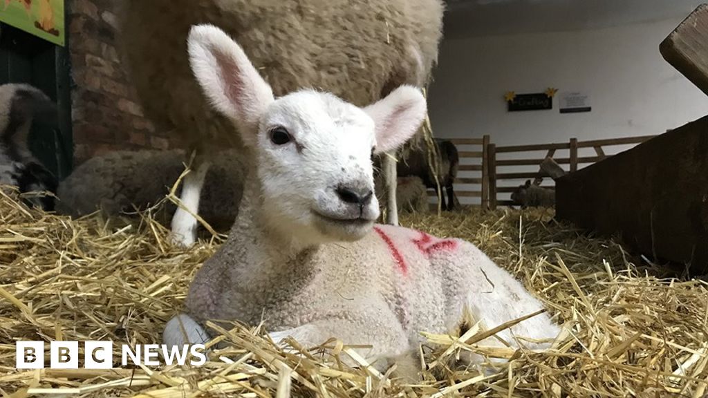 Burnley farmer's sheep worrying warning after pregnant ewe attacked ...