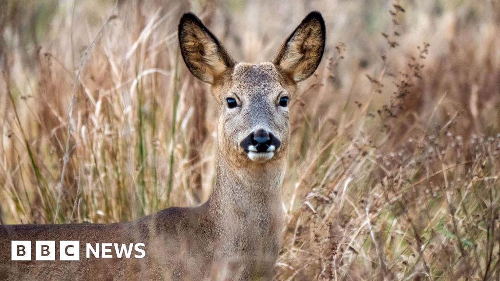 Wick deer attack leads to first hunting with dogs sentencing